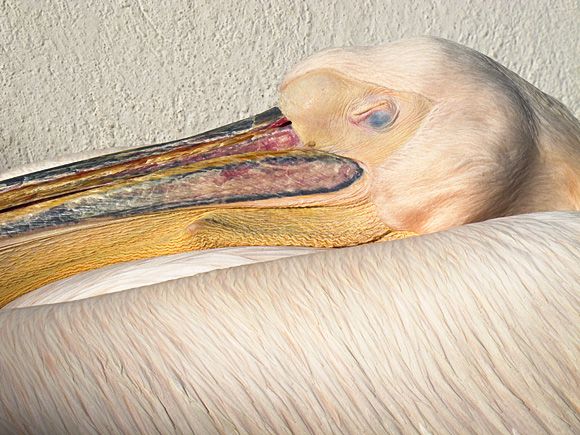 Photos of Peter the Pelican in Mykonos by members - Page 2 | Greeka.com