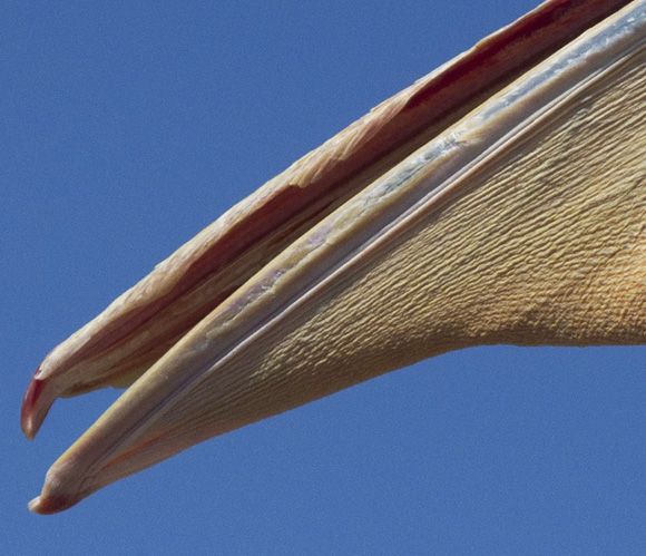 Photos of Peter the Pelican in Mykonos by members - Page 2 | Greeka.com