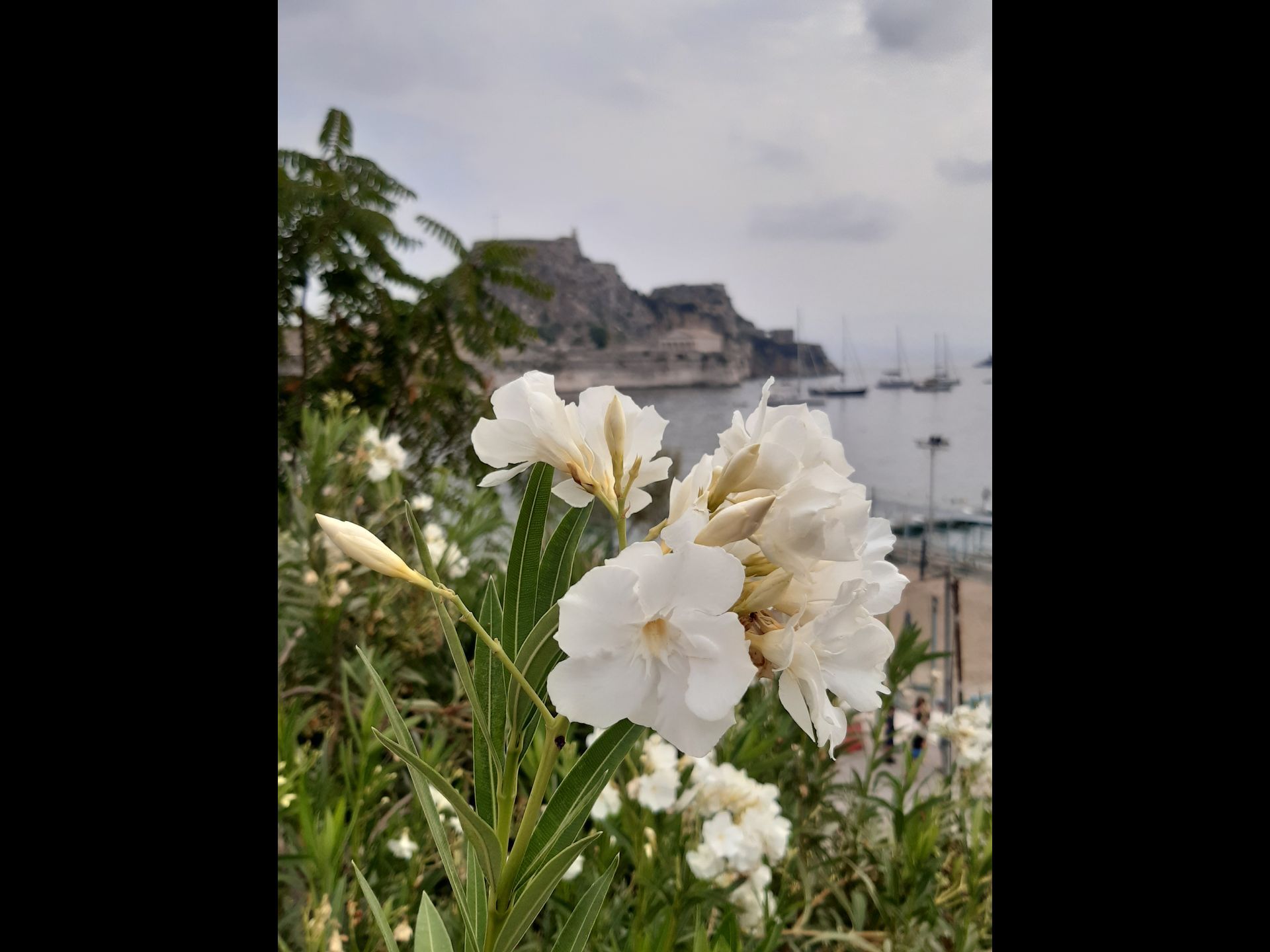 Photos of Corfu by members - Page 52 | Greeka.com