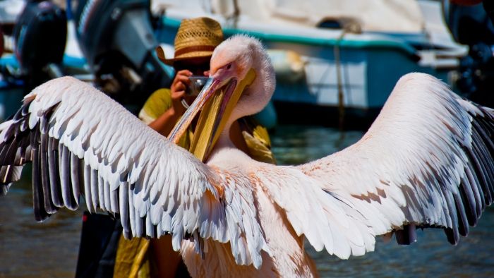 Photos of Peter the Pelican in Mykonos by members - Page 4 | Greeka.com