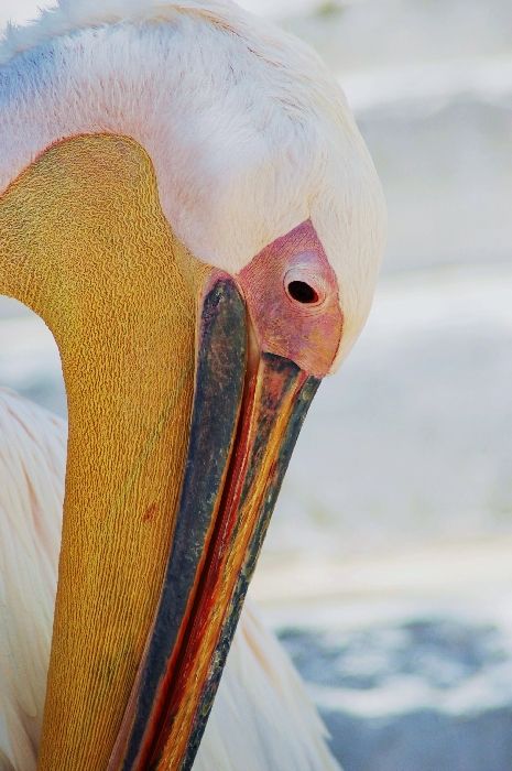 Photos of Peter the Pelican in Mykonos by members - Page 2 | Greeka.com