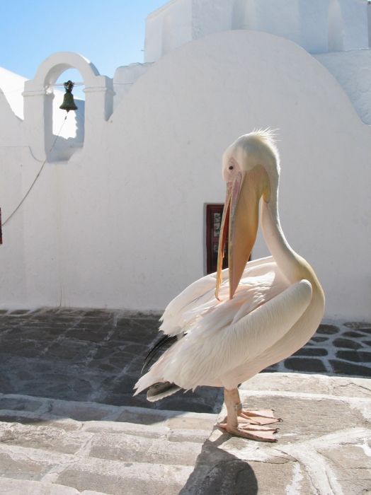 Photos of Peter the Pelican in Mykonos by members - Page 4 | Greeka.com