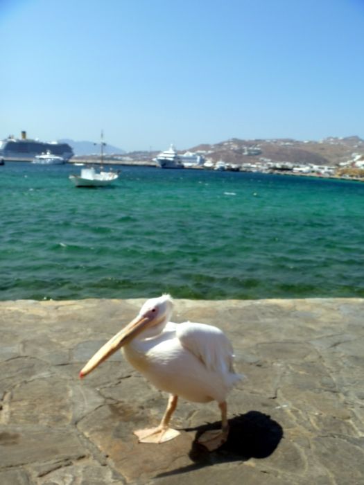 Photos of Peter the Pelican in Mykonos by members - Page 4 | Greeka.com
