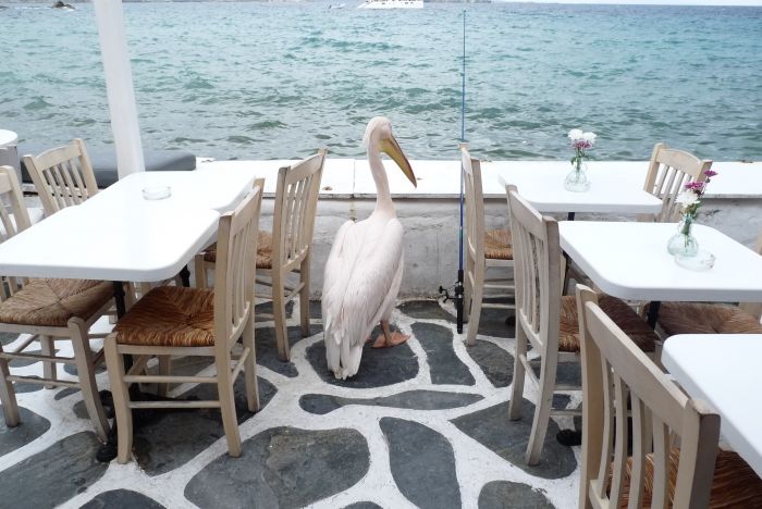 Photos of Peter the Pelican in Mykonos by members - Page 4 | Greeka.com