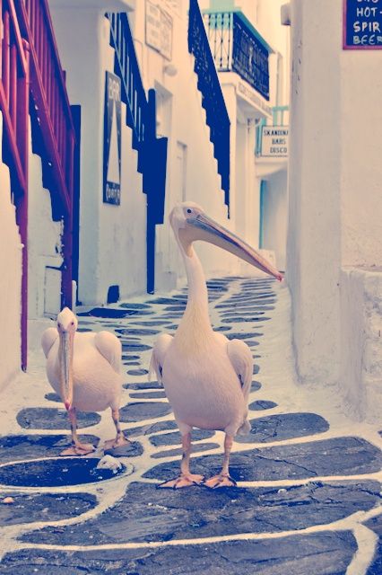 Photos of Peter the Pelican in Mykonos by members - Page 2 | Greeka.com
