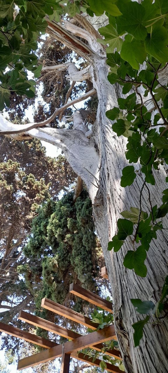 Photos of Butterflies Valley in Paros by members - Page 2 | Greeka.com