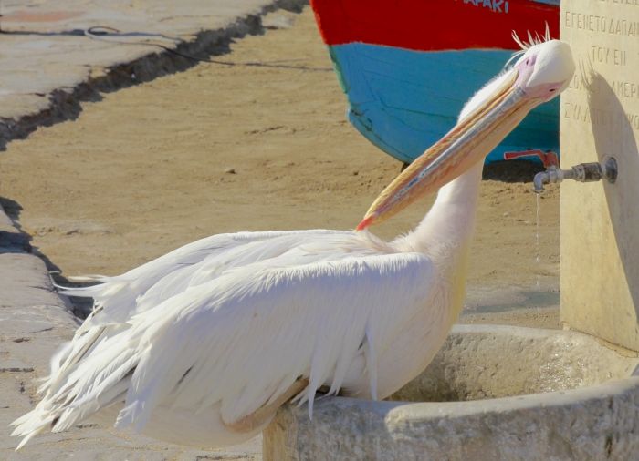 Photos of Peter the Pelican in Mykonos by members - Page 2 | Greeka.com