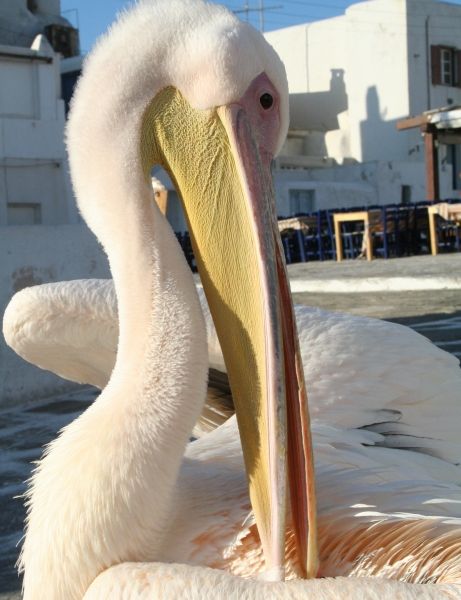 Photos of Peter the Pelican in Mykonos by members - Page 3 | Greeka.com