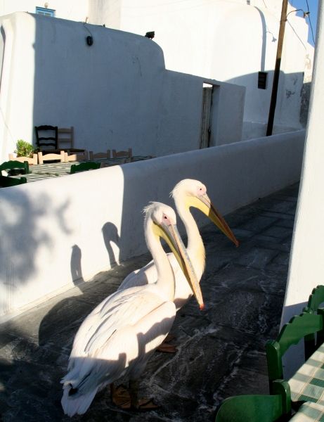 Photos of Peter the Pelican in Mykonos by members - Page 3 | Greeka.com