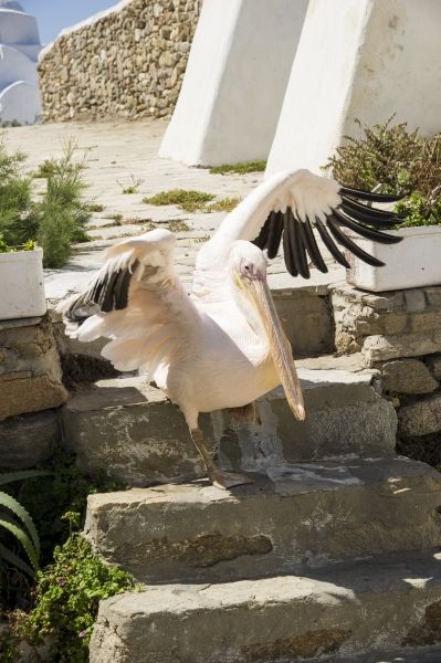 Photos of Peter the Pelican in Mykonos by members - Page 3 | Greeka.com