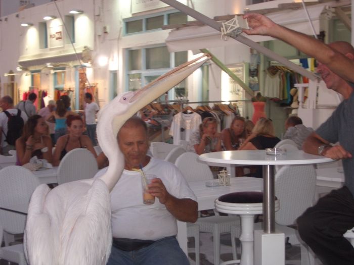 Photos of Peter the Pelican in Mykonos by members - Page 5 | Greeka.com