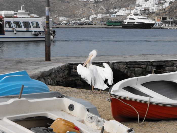 Photos of Peter the Pelican in Mykonos by members - Page 5 | Greeka.com