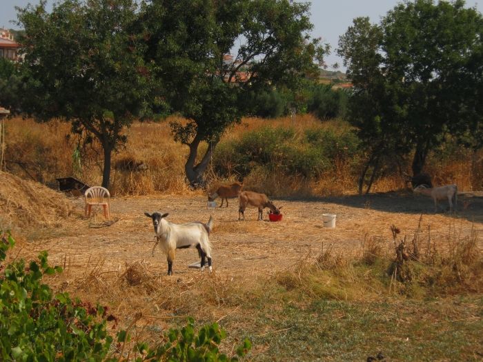 Photos of Eastern Aegean by members - Page 225 | Greeka.com