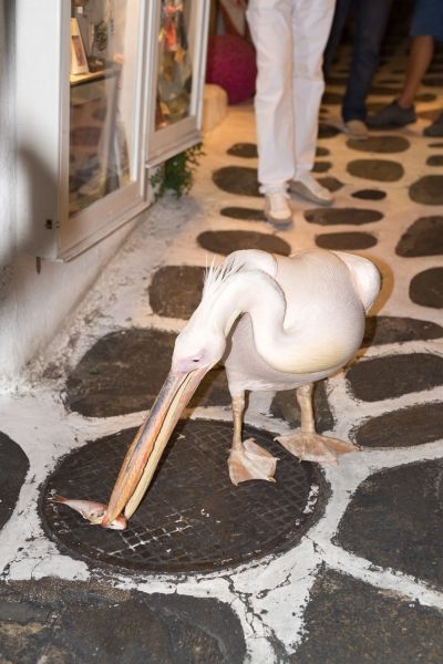 Photos of Peter the Pelican in Mykonos by members - Page 6 | Greeka.com