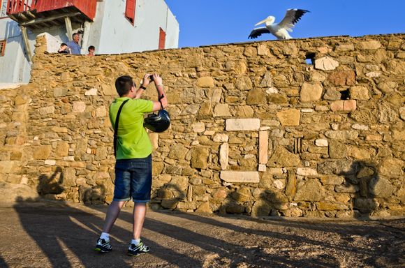 Photos of Peter the Pelican in Mykonos by members - Page 2 | Greeka.com